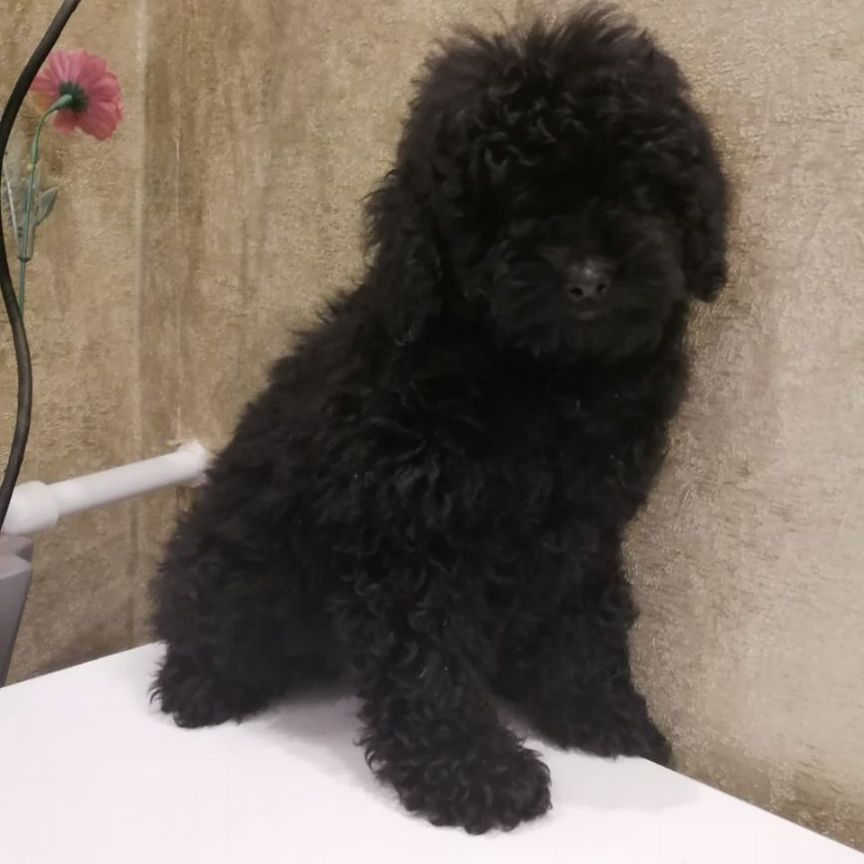 Пудель щенок