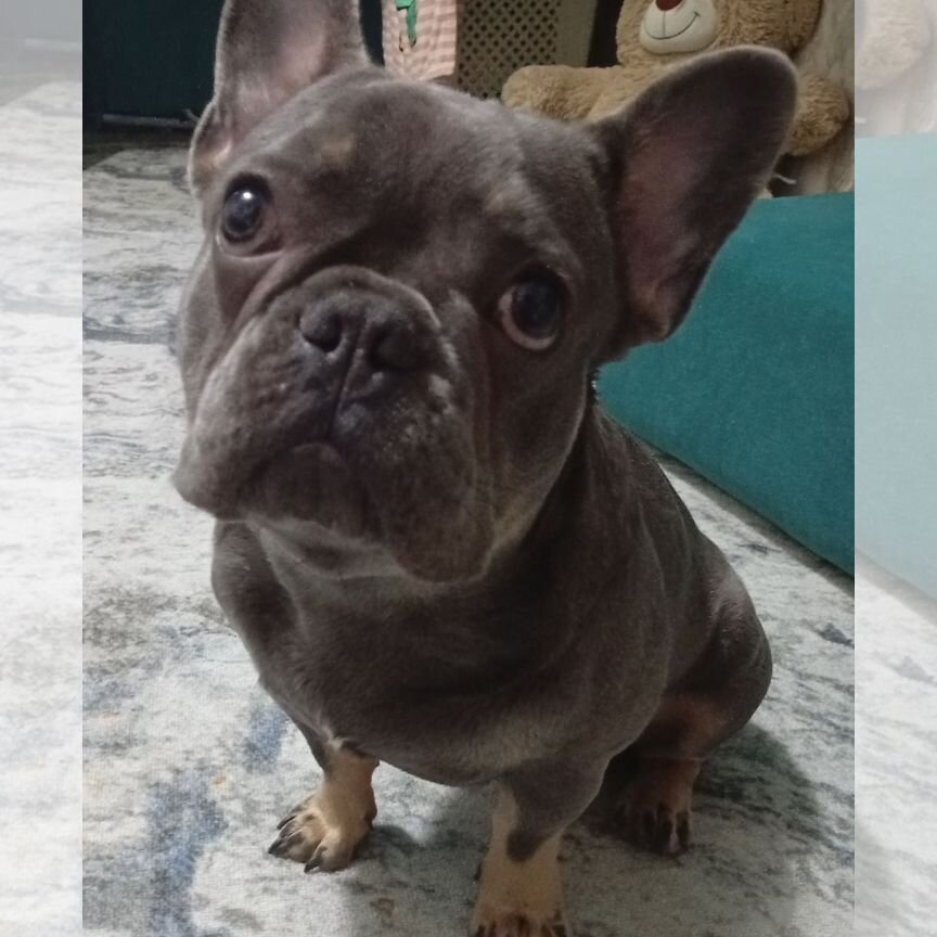 Французский бульдог, щенок