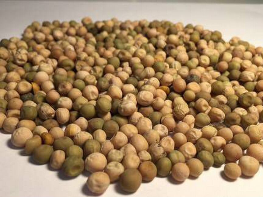 Горох кормовой