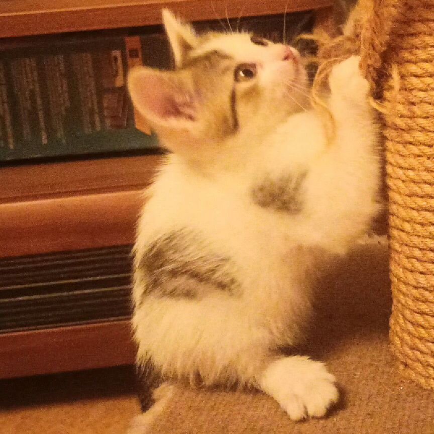 Котёнок в добрые руки