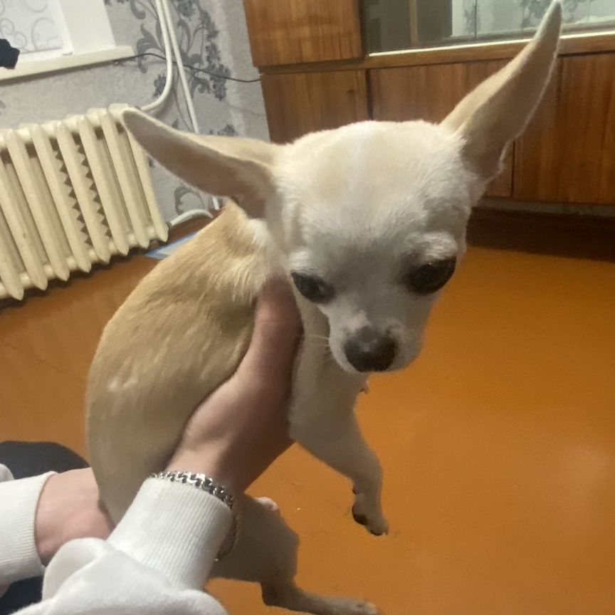 Чихуахуа, щенок