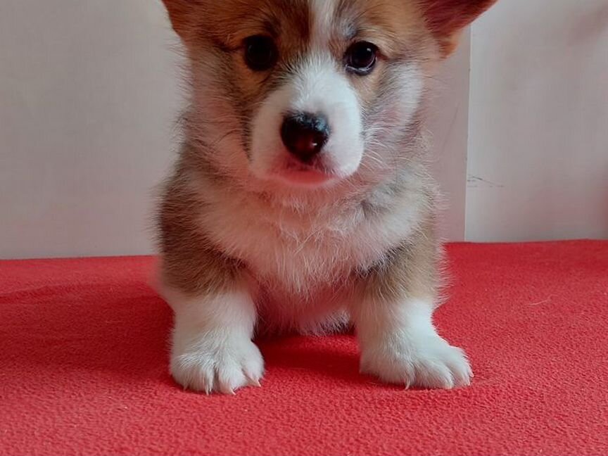 Щенки вельш корги пемброк