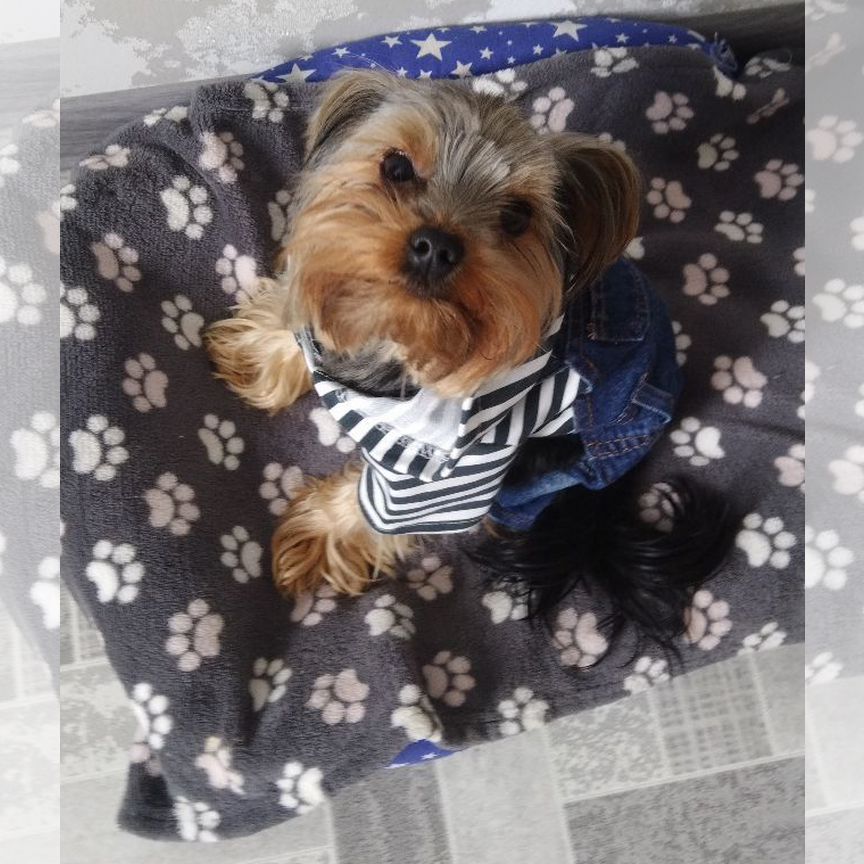 Йоркширский терьер, взрослый пёс