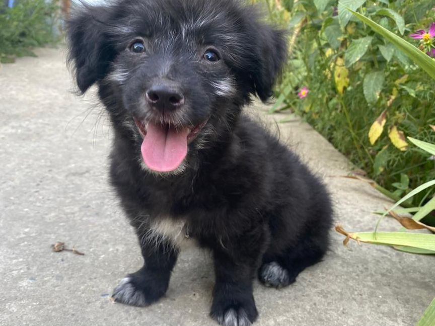 Собака в добрые руки отдам бесплатно