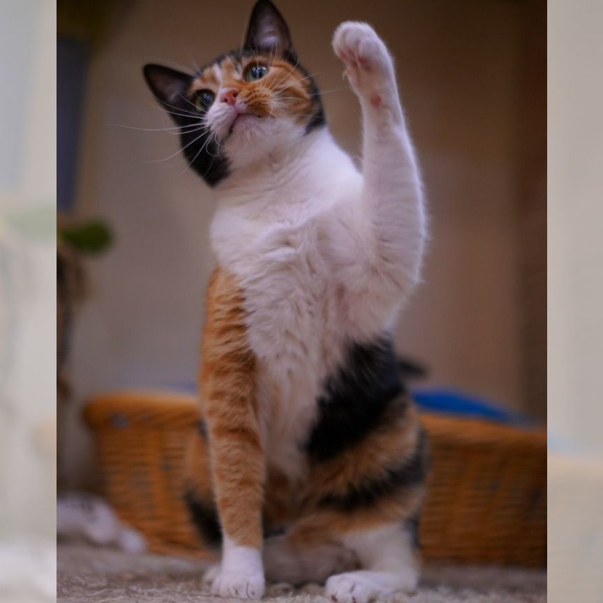 Кошечка Ширли ищет дом