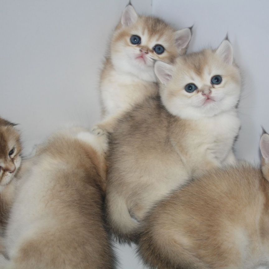 Котята Золотая шиншилла