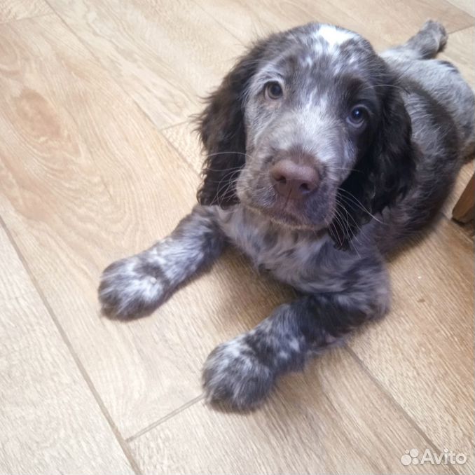 Русский спаниель кабель