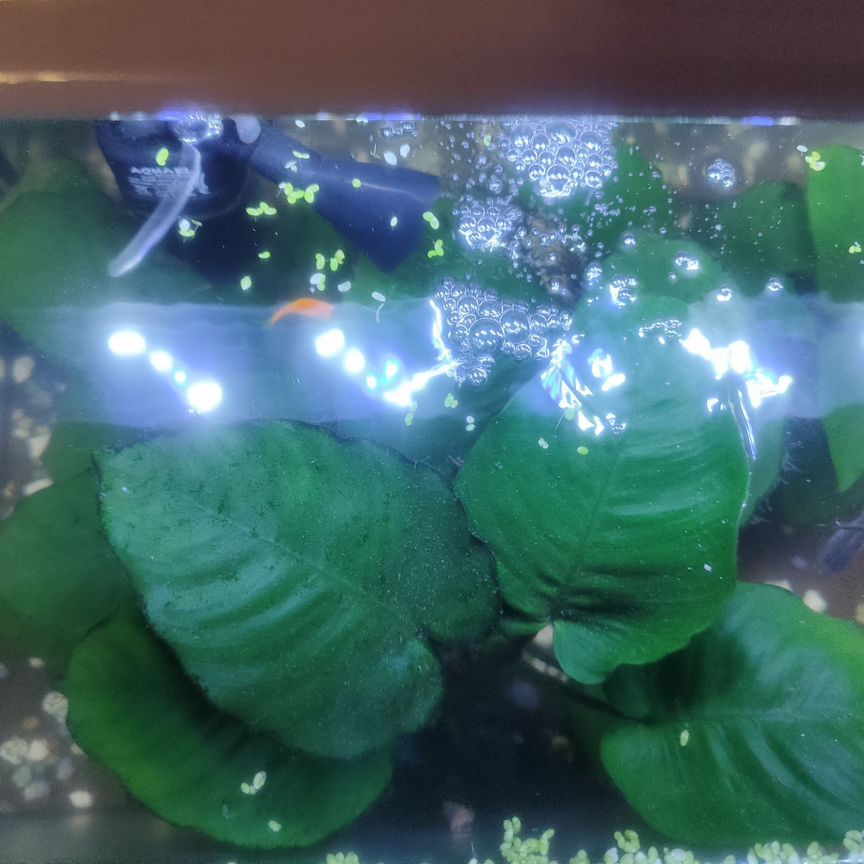 Анубиас большой