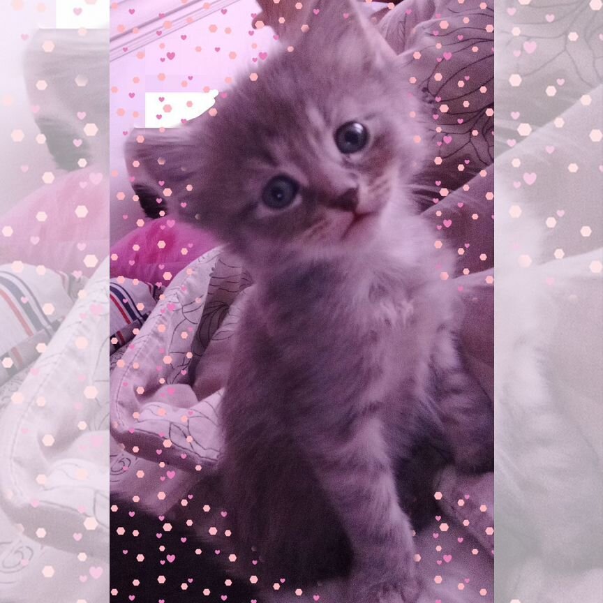 Котёнок в добрые руки