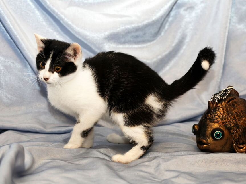 Харизматичный маркизик в добрые руки