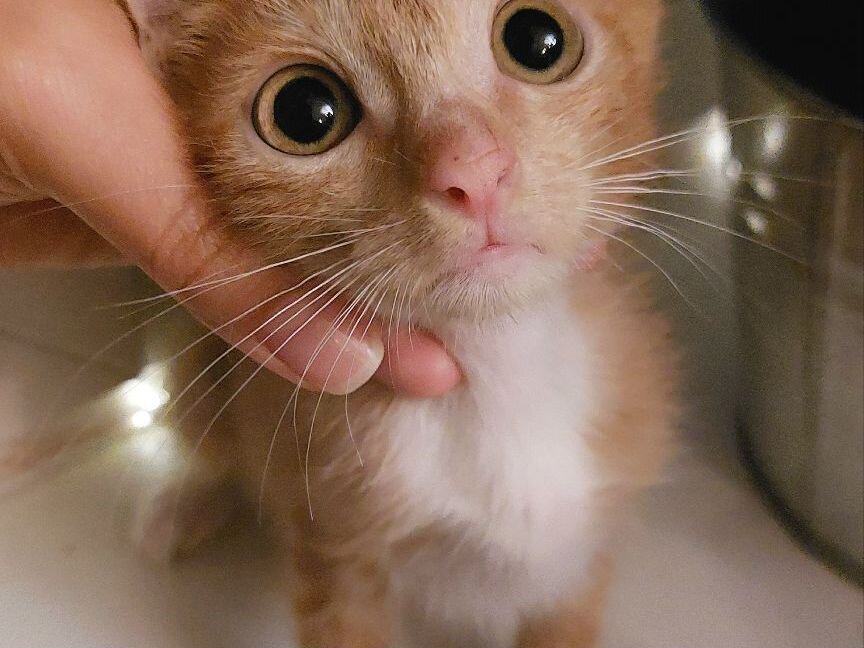 Котята, 2,5-3 месяца