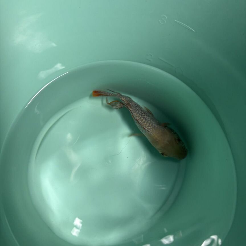 Акара бесплатно