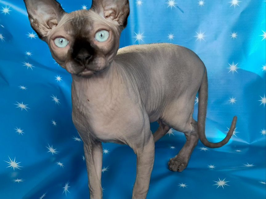 Котик канадский сфинкс из питомника