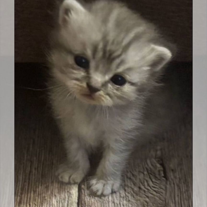 Манчкин котёнок