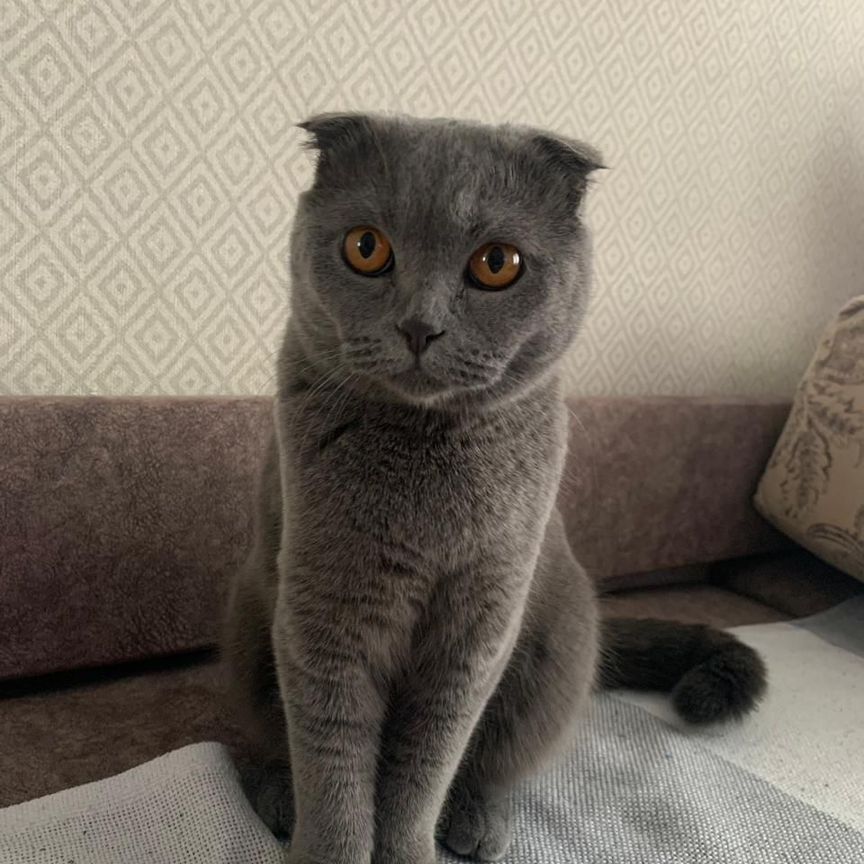 Шотландская