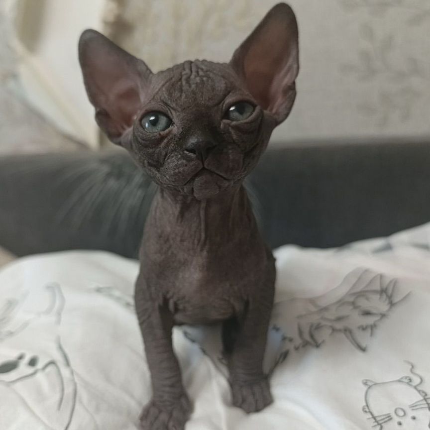 Канадский сфинкс котёнок
