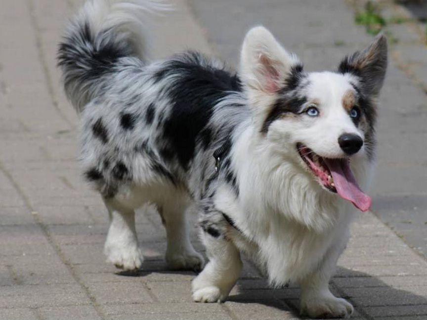 Кобель Вельш кoрги кaрдигaн для вязки