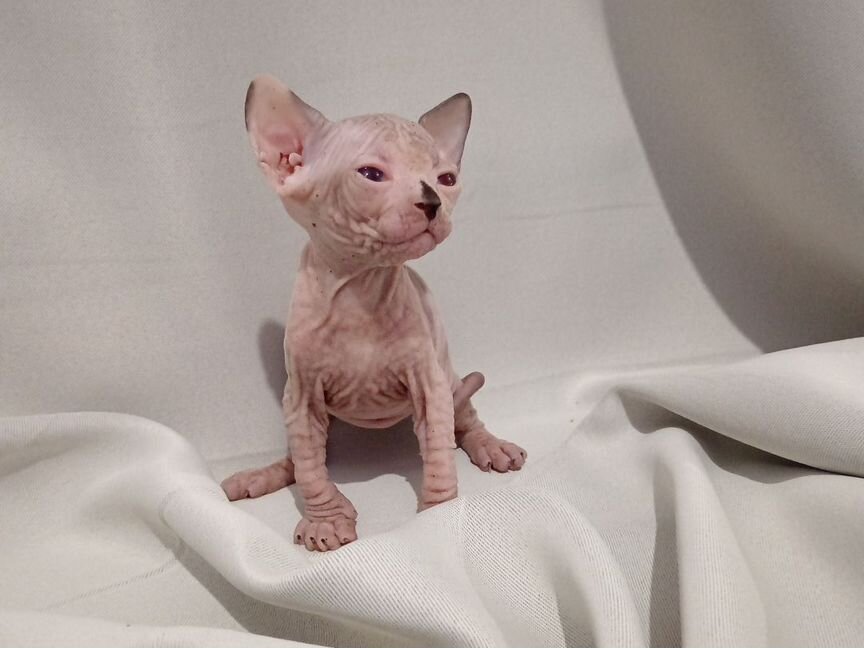 Канадский сфинкс