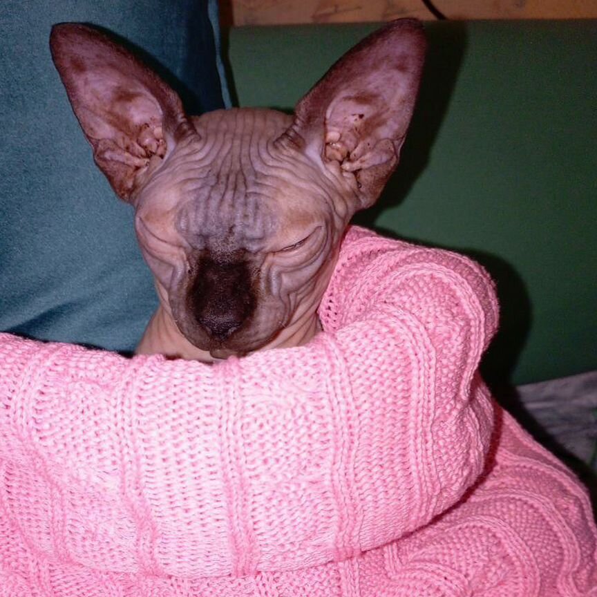 Канадский сфинкс котёнок