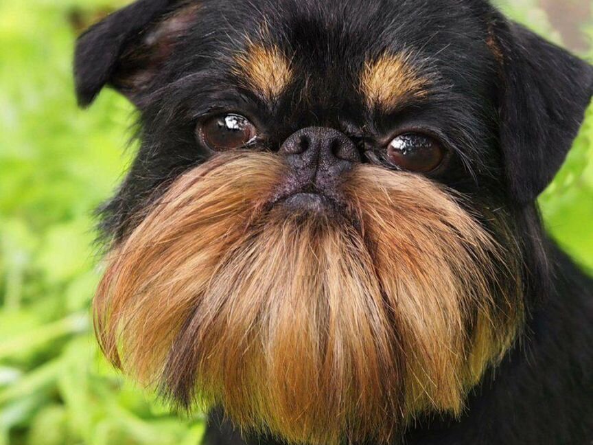 Бельгийский гриффон