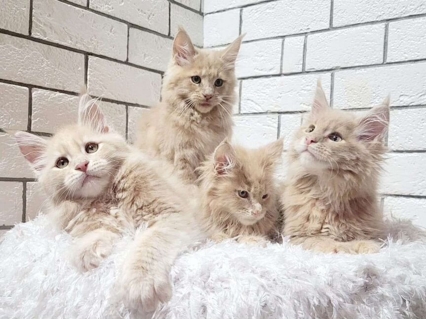 Котята мейн-кун тяжеловесы