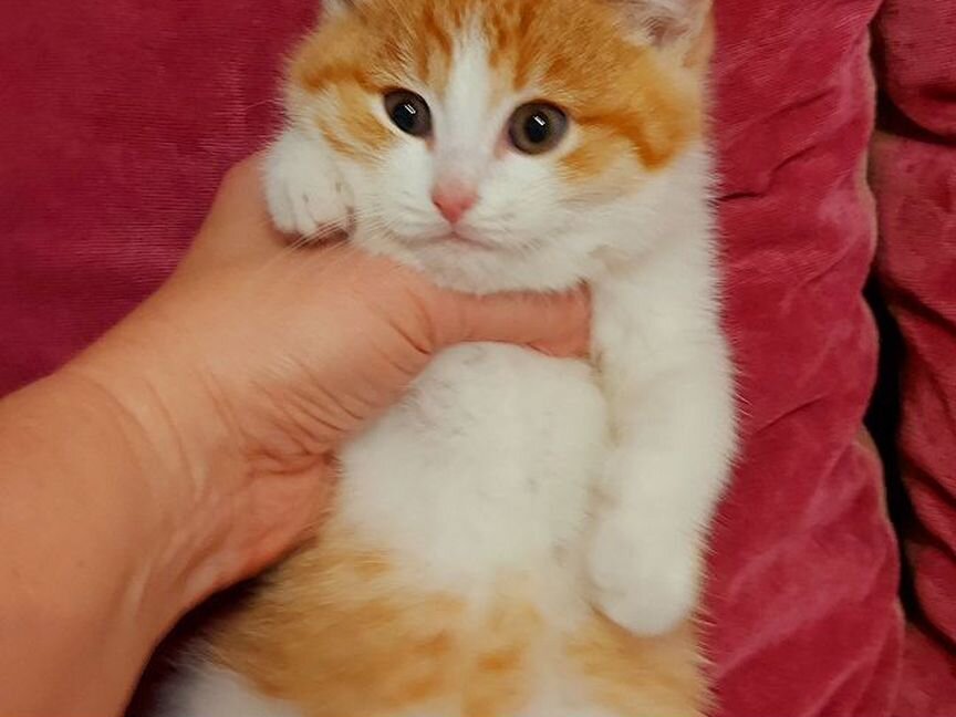 Котёнок "милаш"