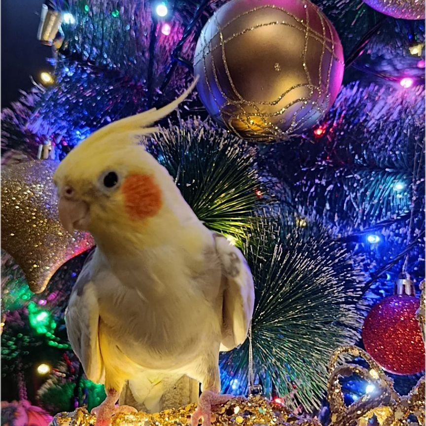 Попугай корелла ручной с большой клеткой