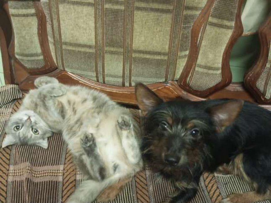 Собака в добрые руки маленькая порода