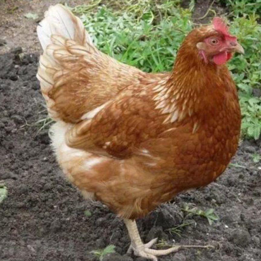 Куры несушки продам