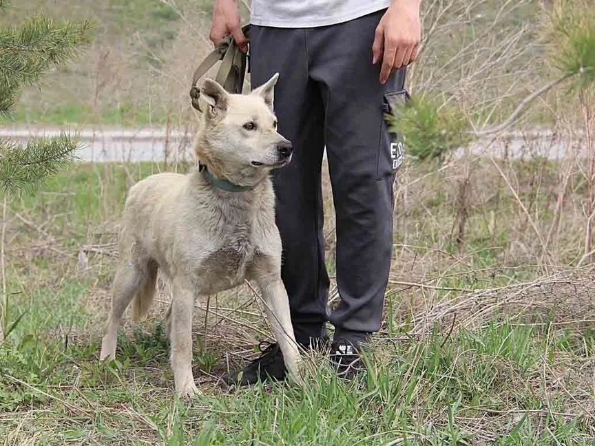 Пёс Админ ищет хозяина. Отдадим в хорошие руки
