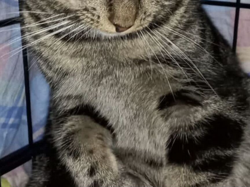 В добрые руки