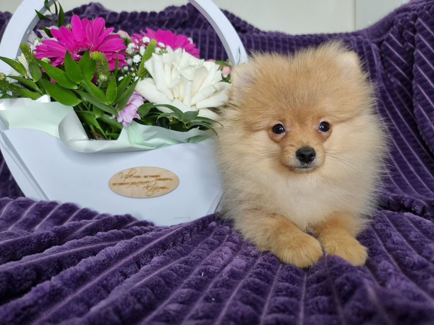 Померанский шпиц