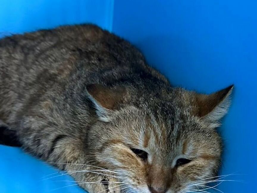 Бывшедомашняя кошка боится снова быть на улице