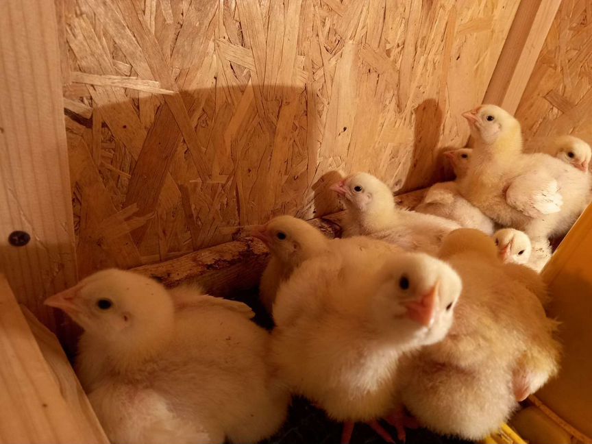 Цыплята бройлера, перепела, мускусные утята