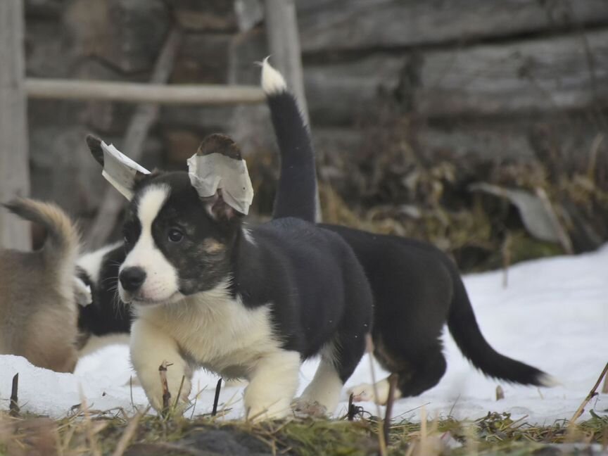 Шикарные щенки вельш корги кардигана