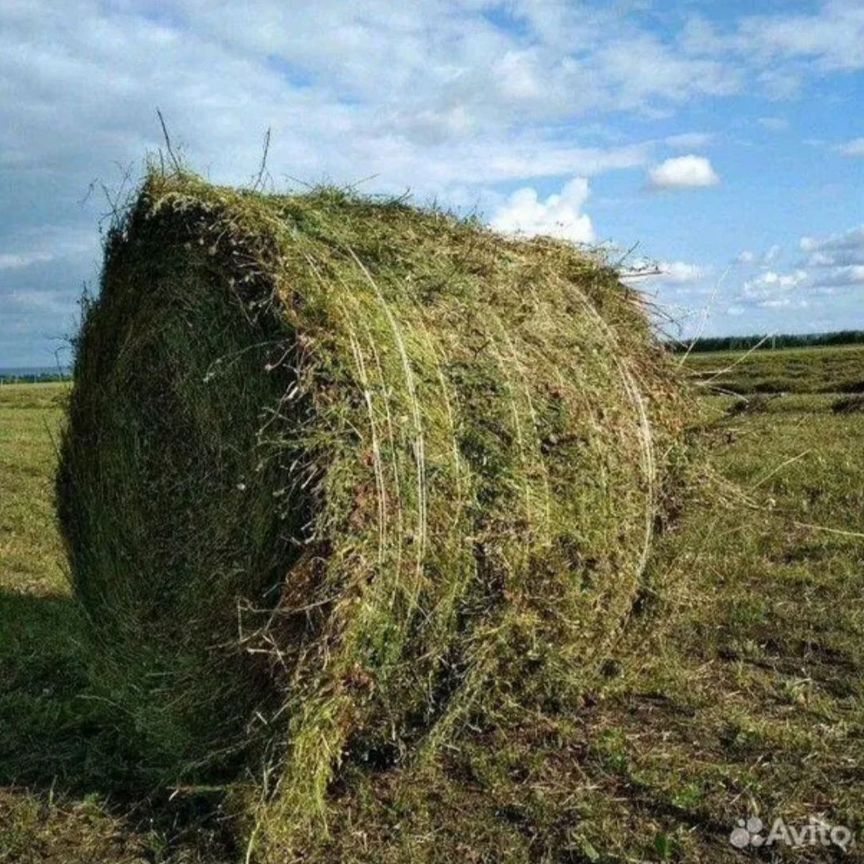 Продам сено в рулонах