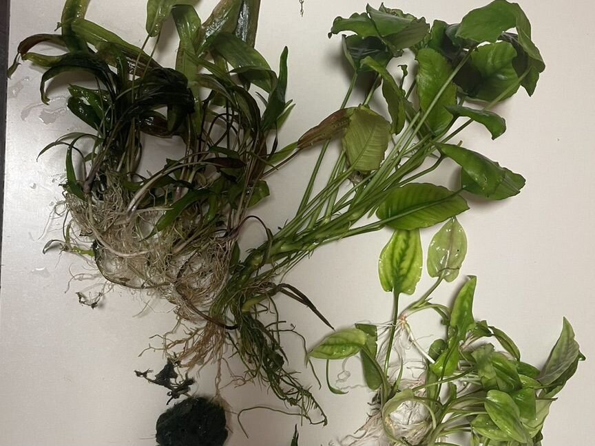 Акваримные растения