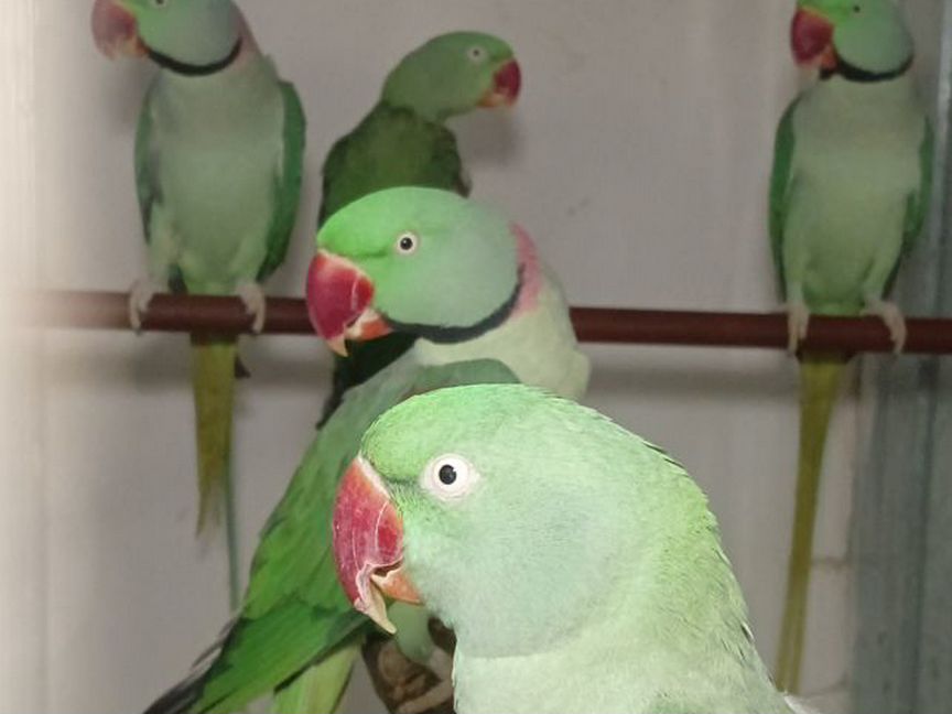 Продам Александрийских взрослых самцы и самки