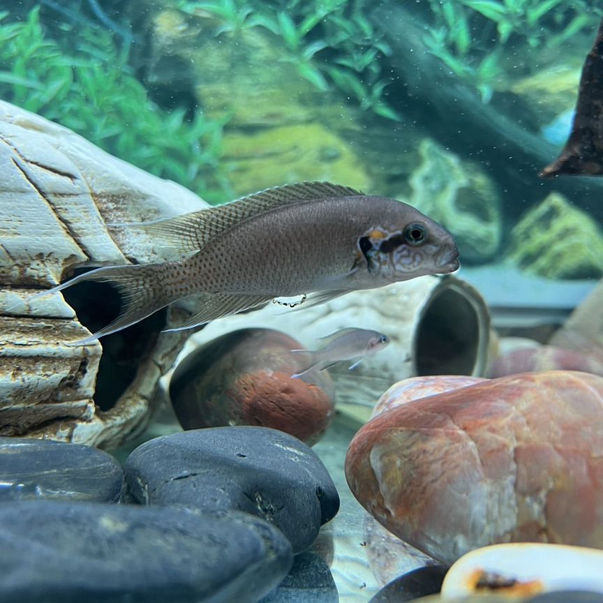 Принцесса Бурунди