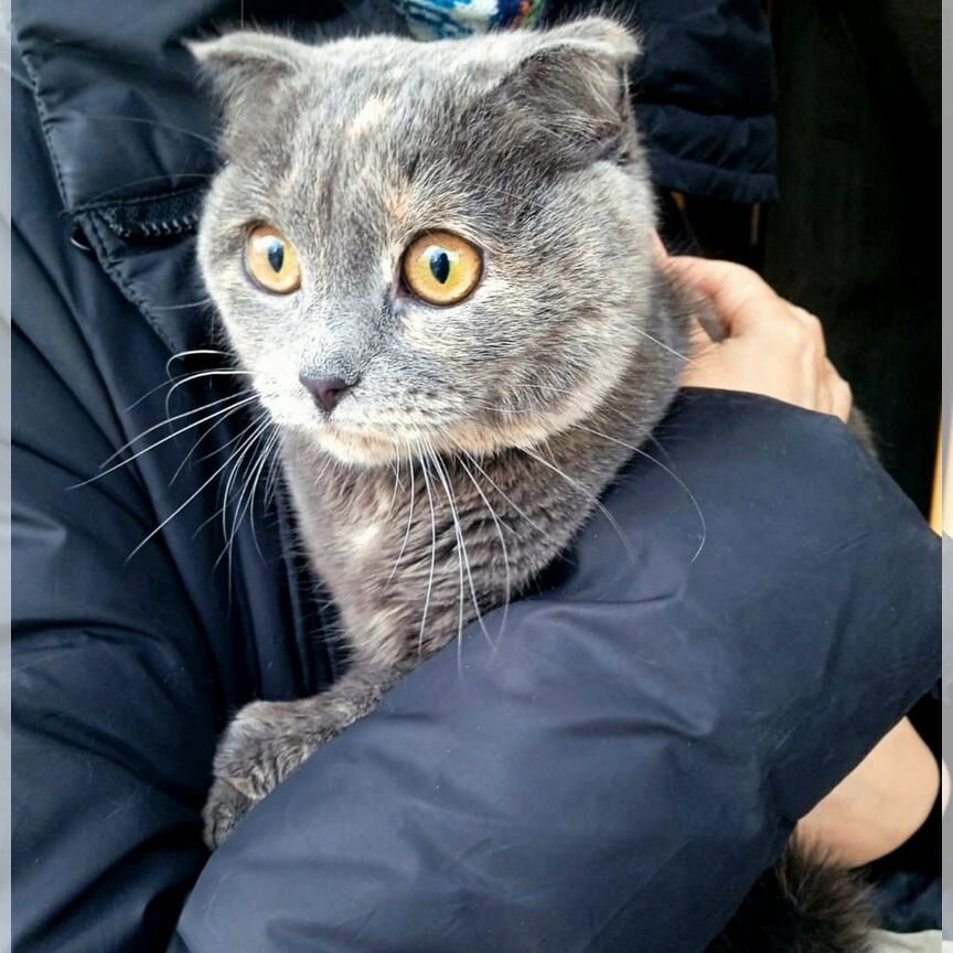 Кошечка Апрелька