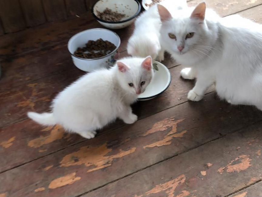 Ангорских котят и их маму в добрые руки