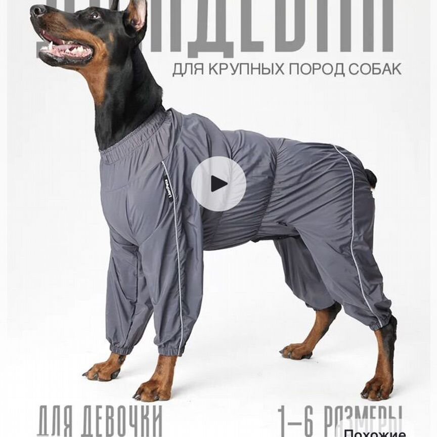 Кане-корсо, щенок