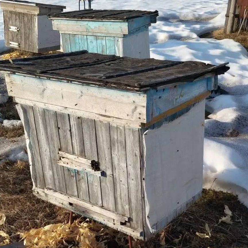 Продам пчелосемьи с ульями