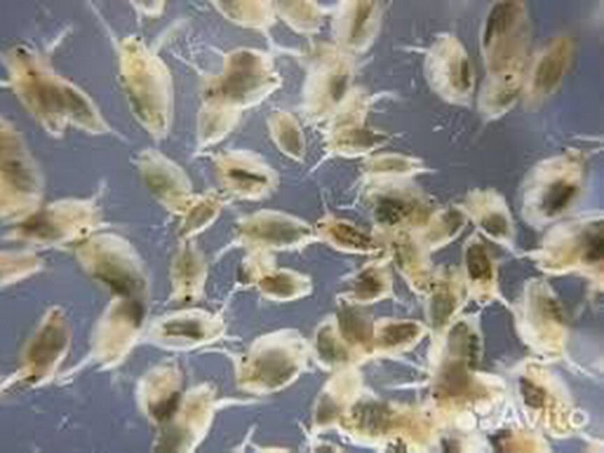 Дафния Моина на развод