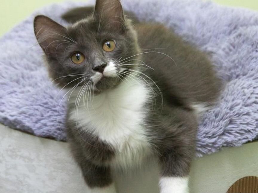 Котёнок Лулу