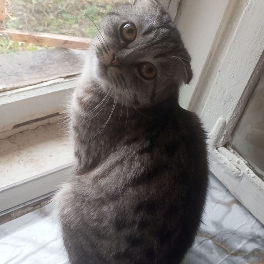 Шотландский вислоухий короткошёрстный котёнок