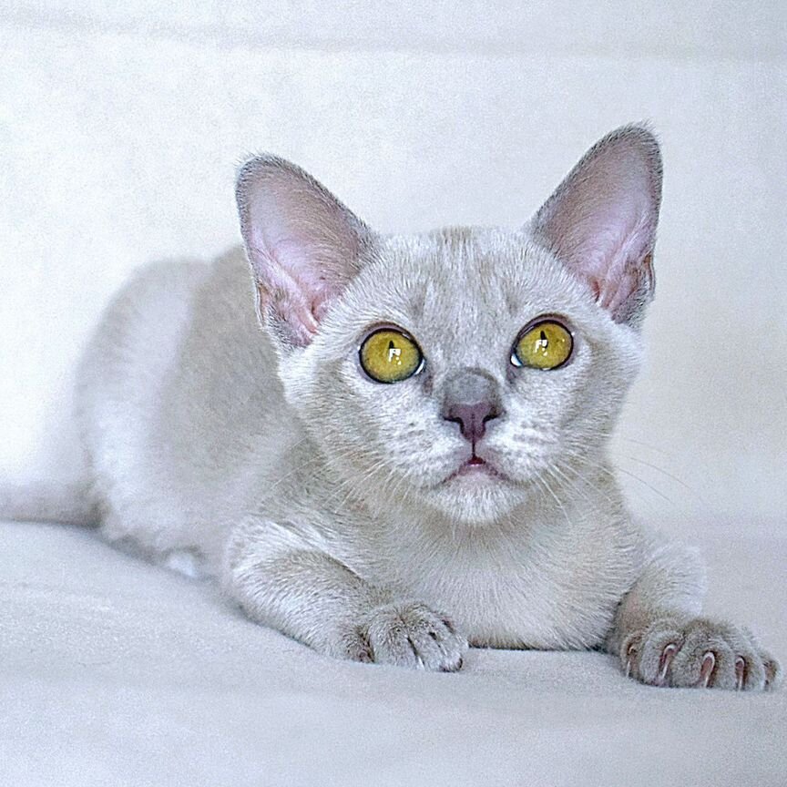 Бурманские котята