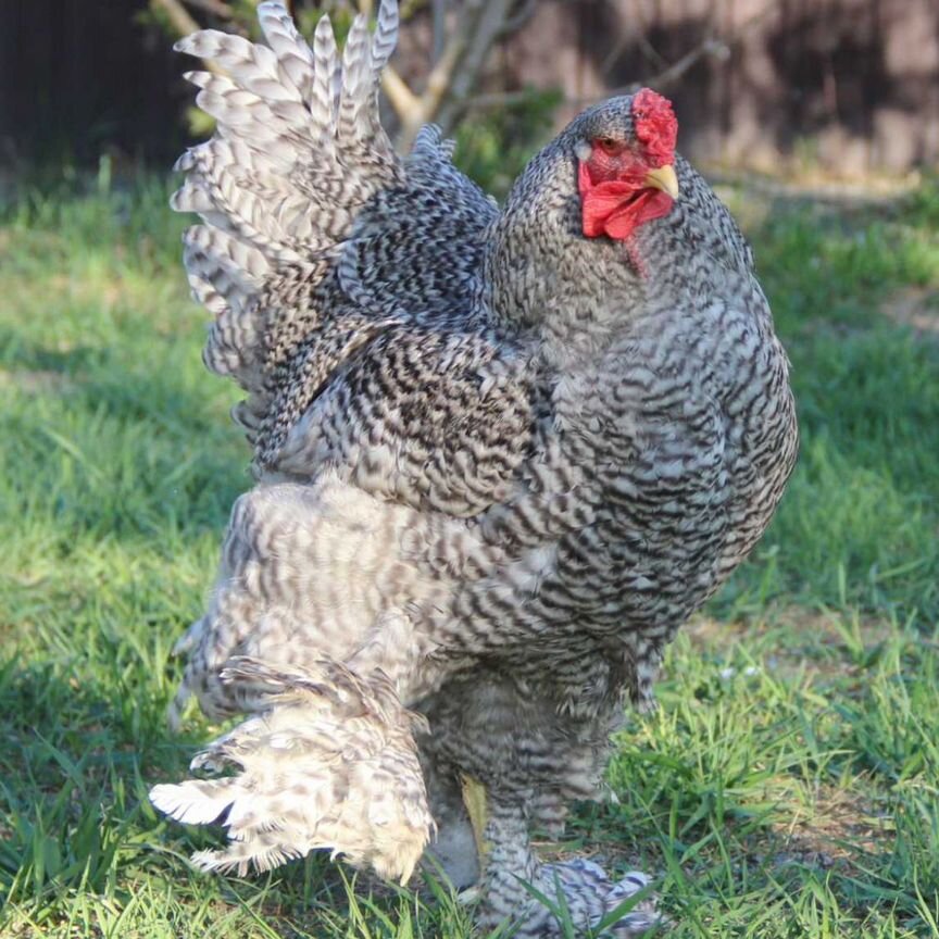 Яйцо на инкубацию,молодки