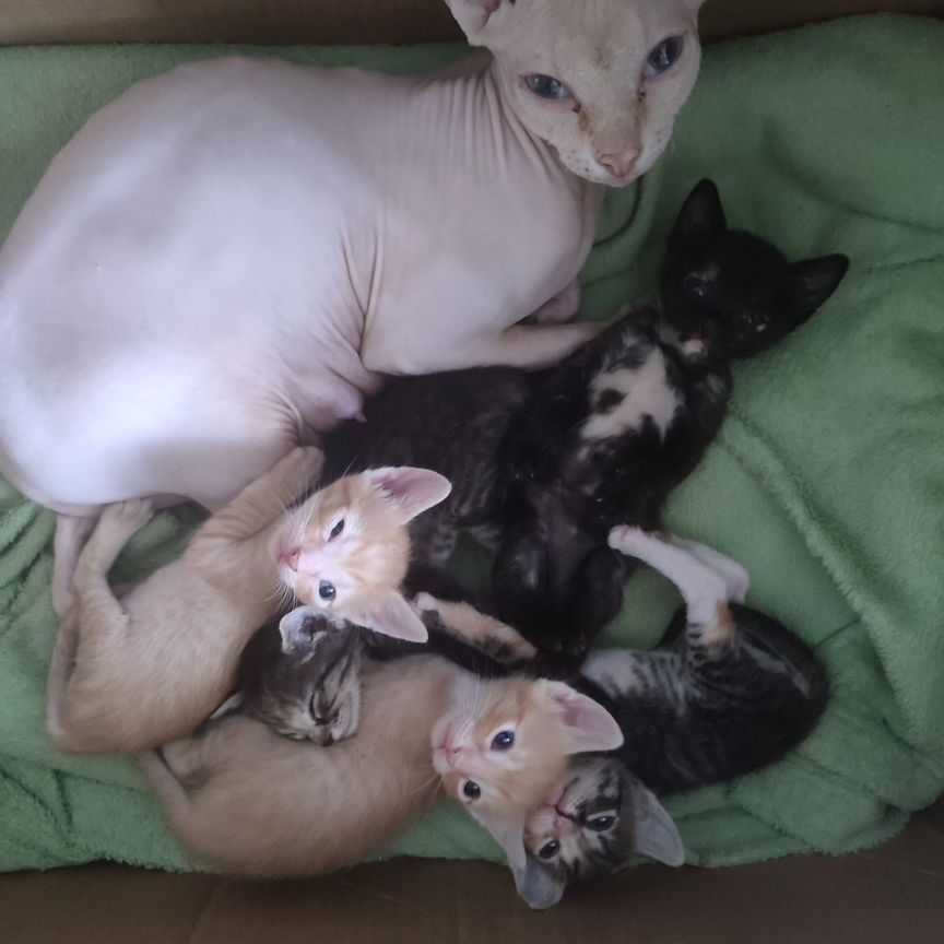 Отдам в добрые руки