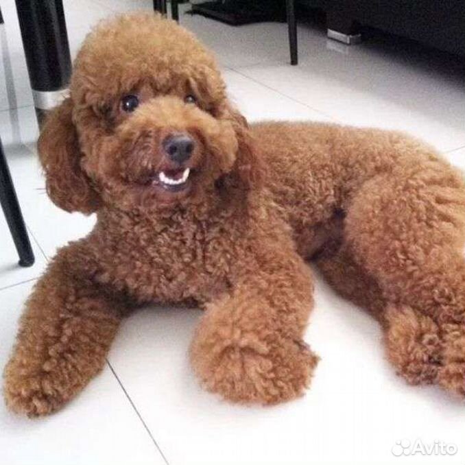 Карликовый пудель вызка